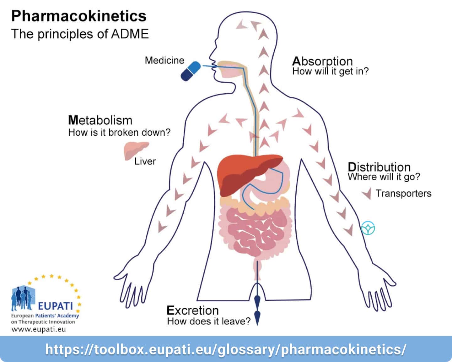 How Do Drugs Work? | How Drugs Work in the Body Guide
